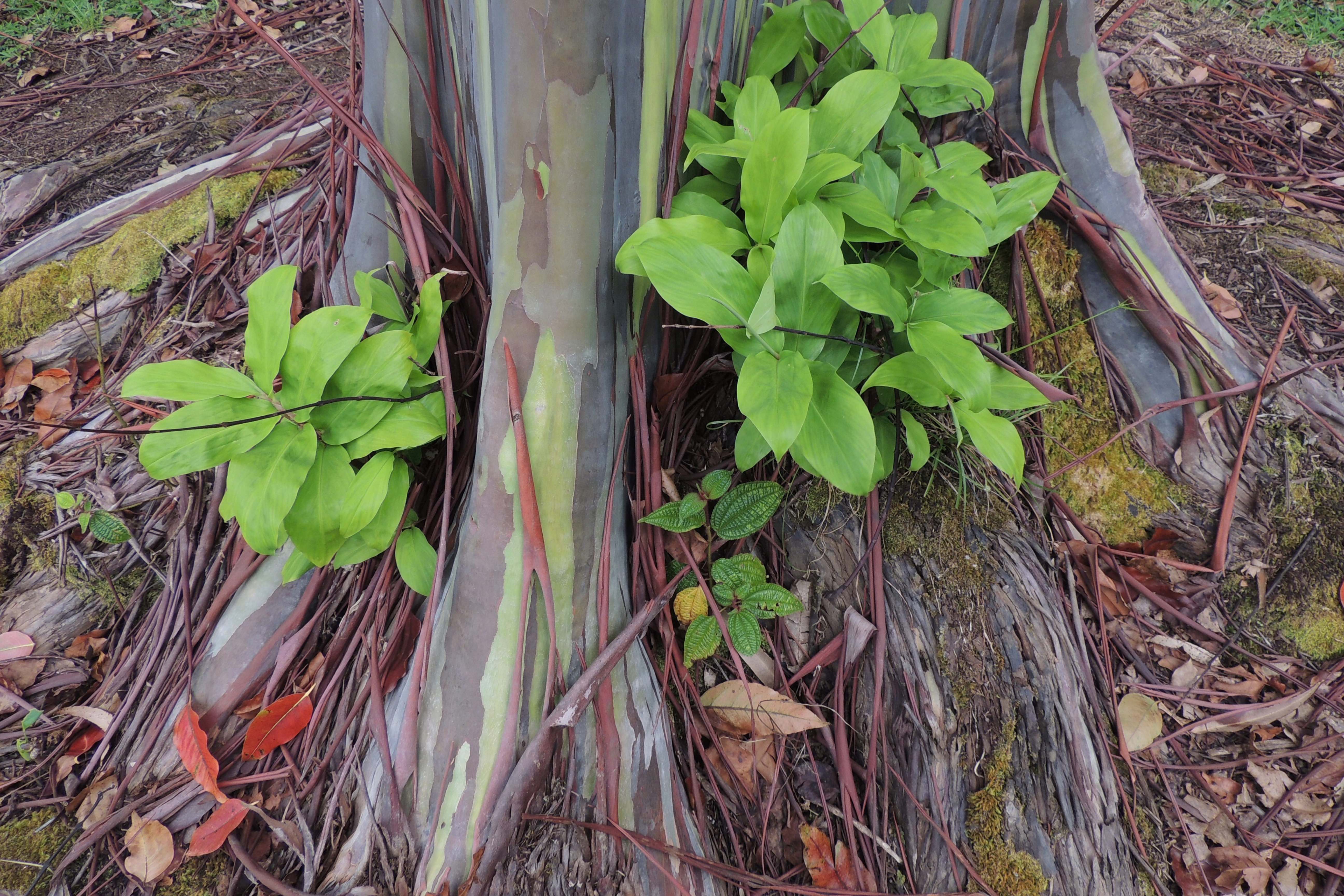 Trees – Edens Tropical